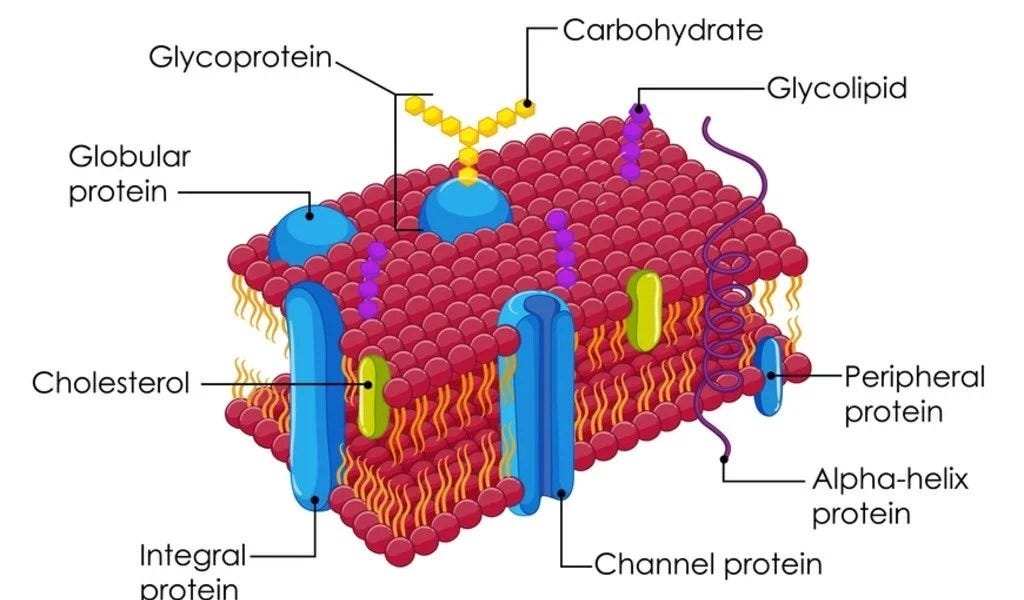 Basilar Membrane Diagram