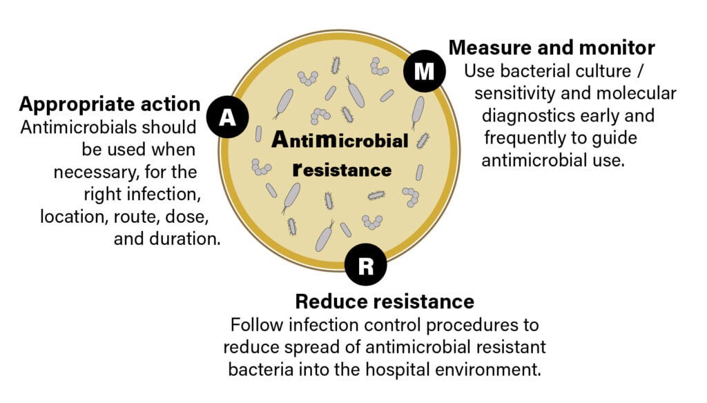 Unveiling Natural Solutions: Investigating the Antimicrobial Potential ...