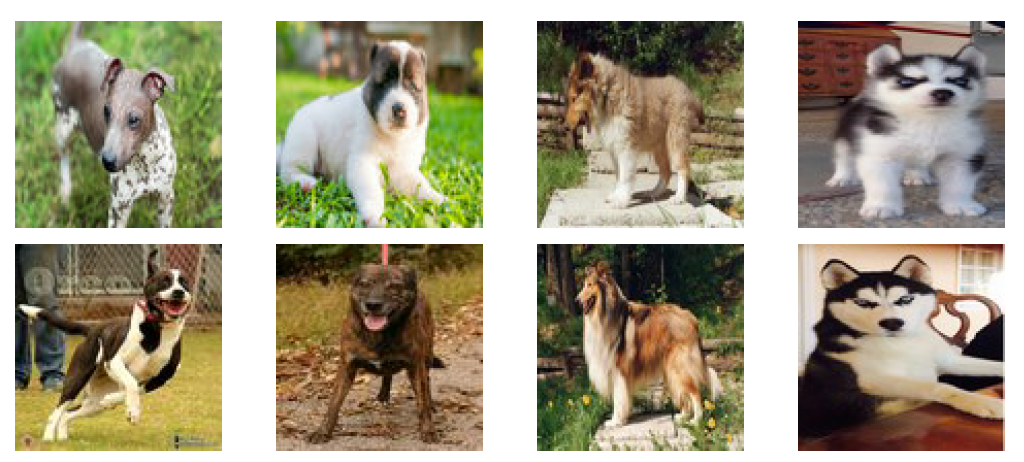 Age Progression in Dogs as a Two-Domain Image-to-Image Translation | by ...