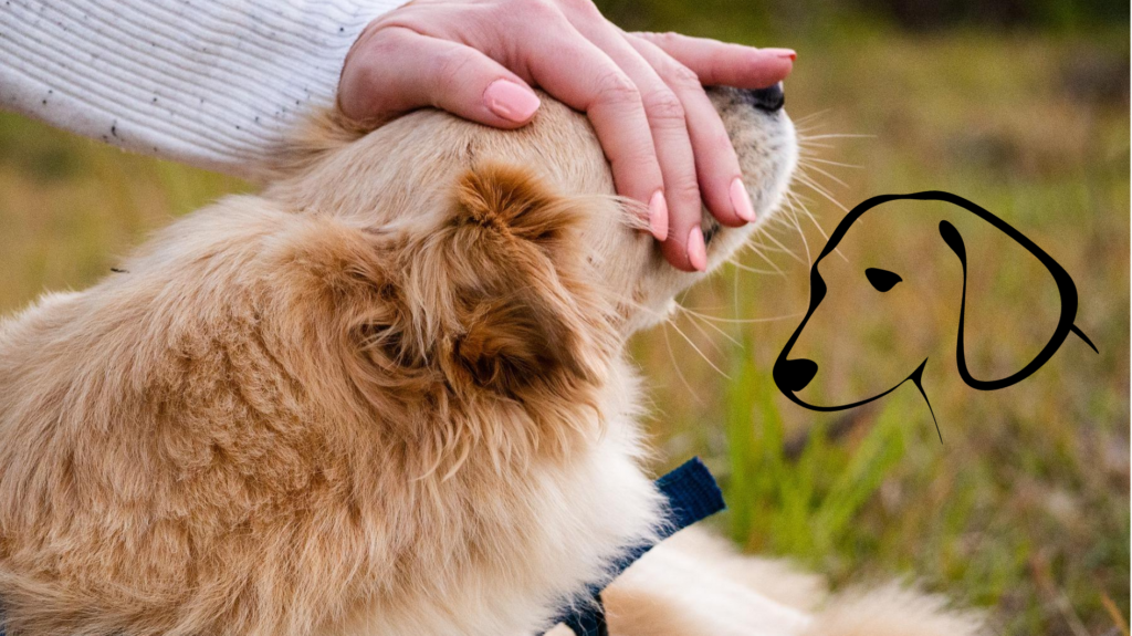 My dog is scratching!. A dog that scratches a lot, is this… | by SOUZAN ...
