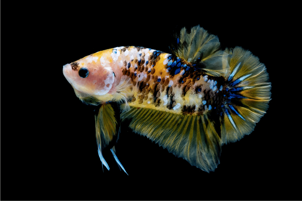 Betta Fish Diseases Dropsy: Signs & Solutions | by Insider Fish | Jul ...