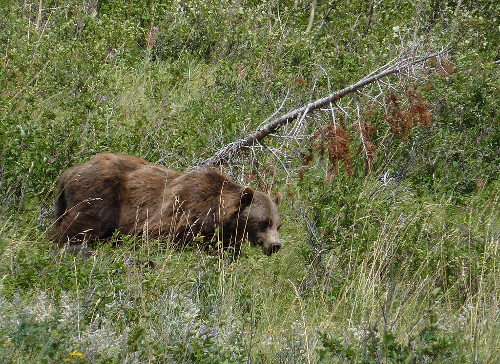 Wounded Bear. When the coals glow red, when the coals… | by Tyrone ...