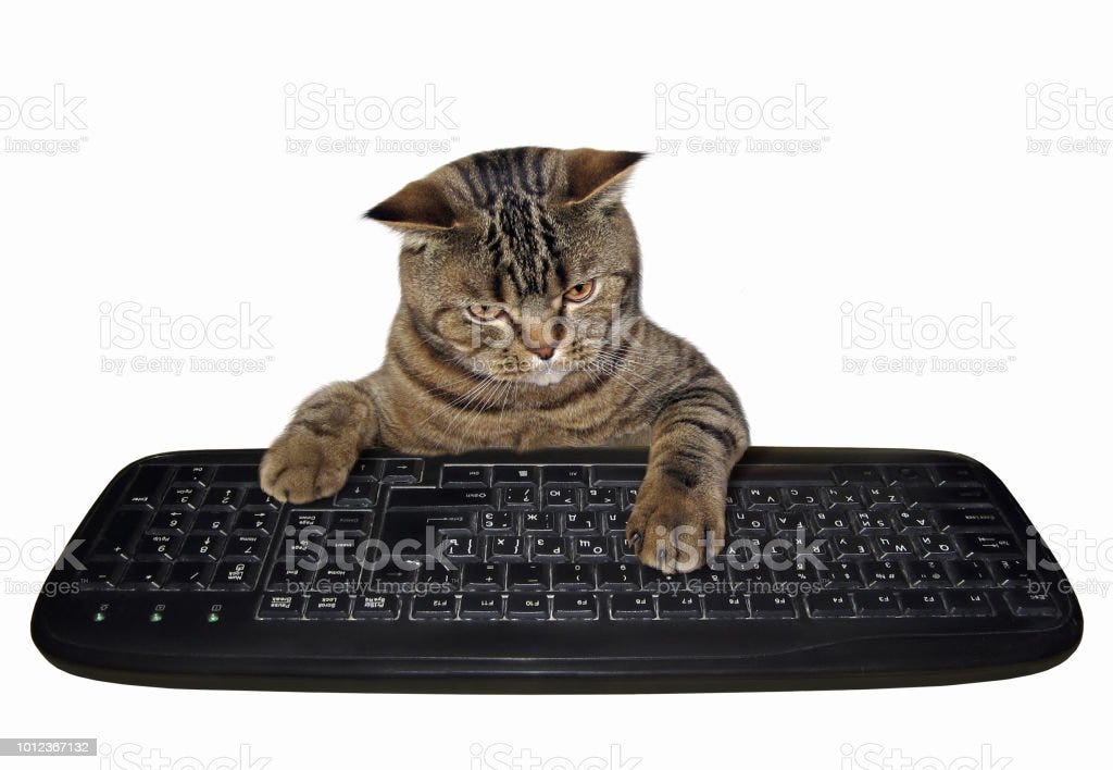 cat keyboard - Ketawain saja - Medium