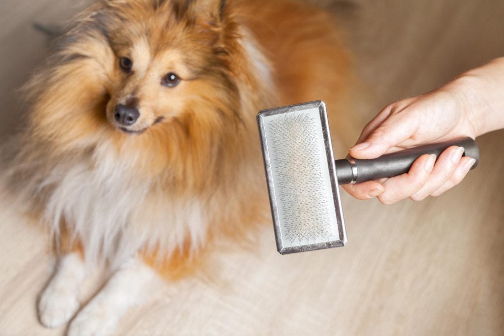 Why Handling Pet Hair Mess Is A Big Task | by Petprosservices | Mar ...