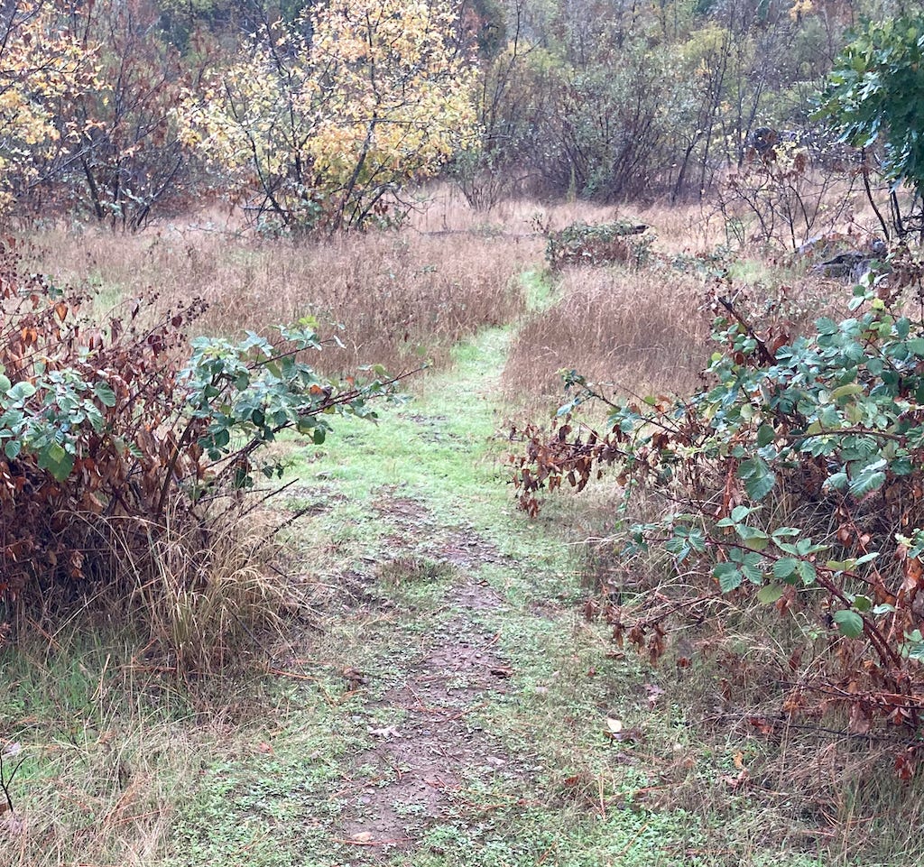 AI: Feeding the Beast. AI in the chips; John Muir on walking… | by ...