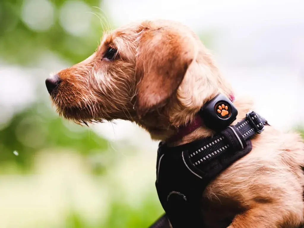 How Heavy Should My Dog Be? A Complete Dog Weight Guide - Petsnurturing ...