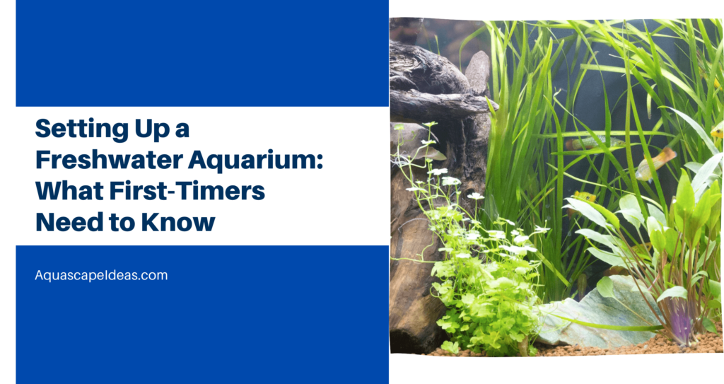 Setting Up a Freshwater Aquarium: What First-Timers Need to Know ...