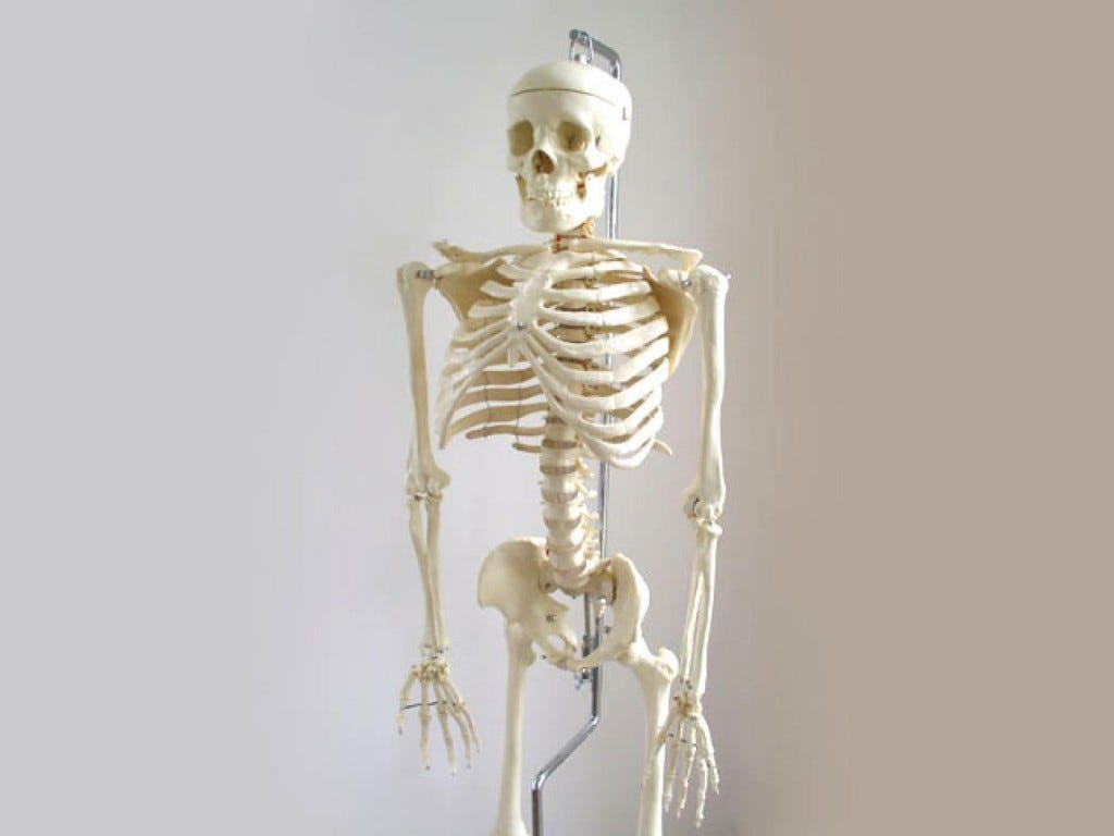 Real Bones Of The Body