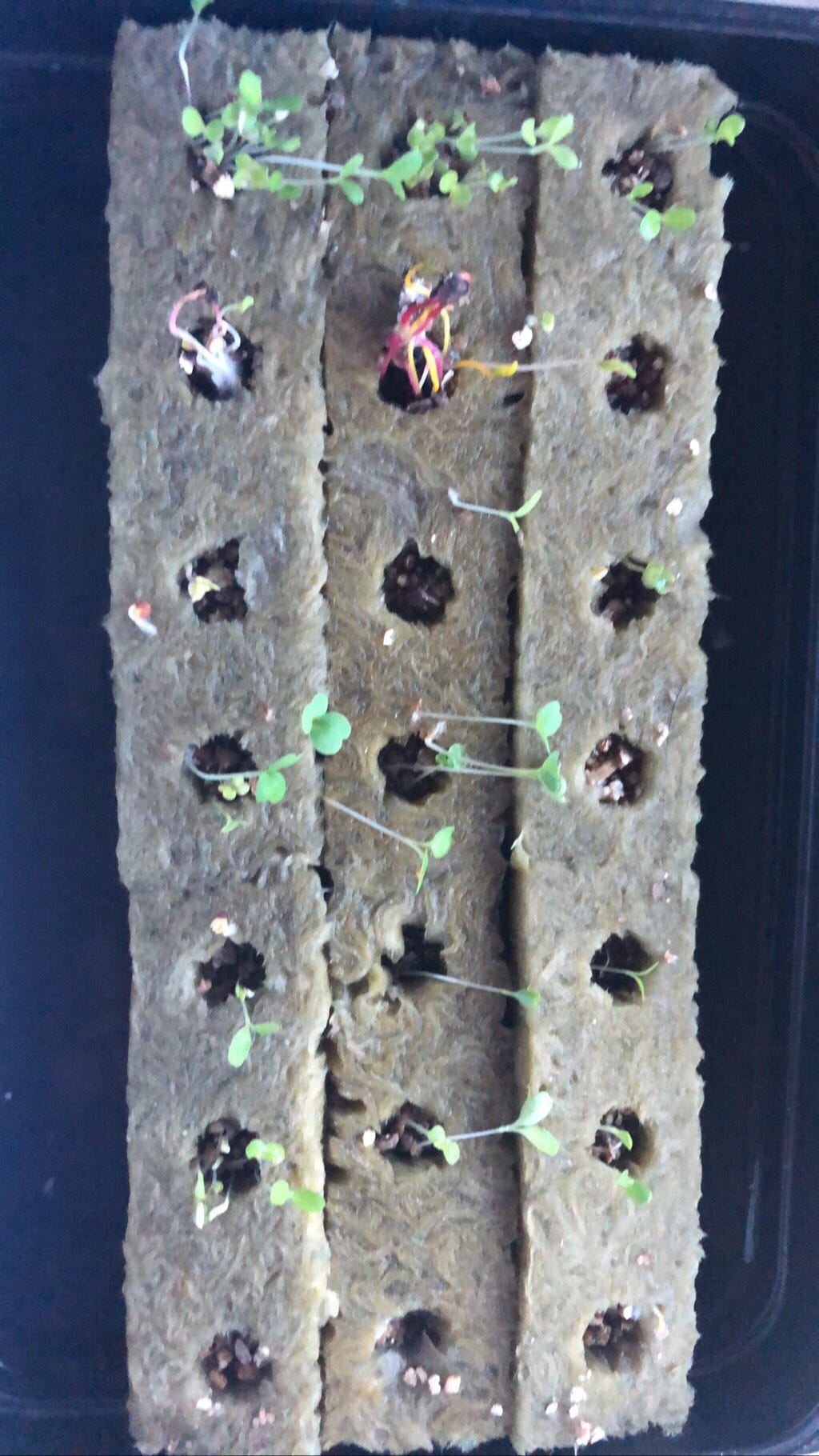 🌱 WOW! 🌱. Check out the progress of my TOWER… | by Coach Evan Pohl | Medium