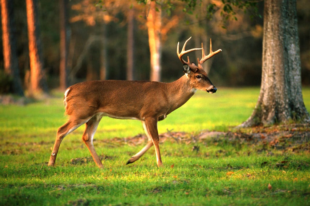 Is Buck an animal? - Harry Shepherd - Medium