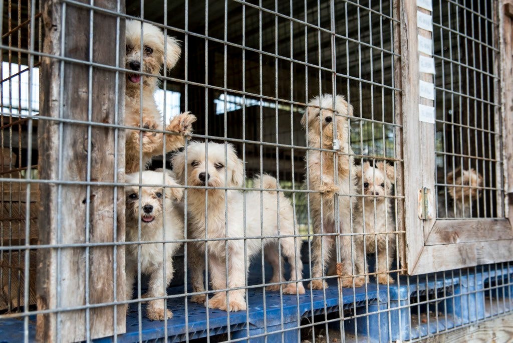 Humane Society Sad Animals