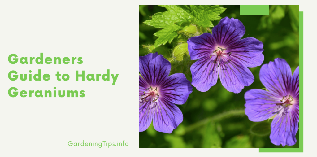 Gardeners Guide to Hardy Geraniums - Gardening tips - Medium