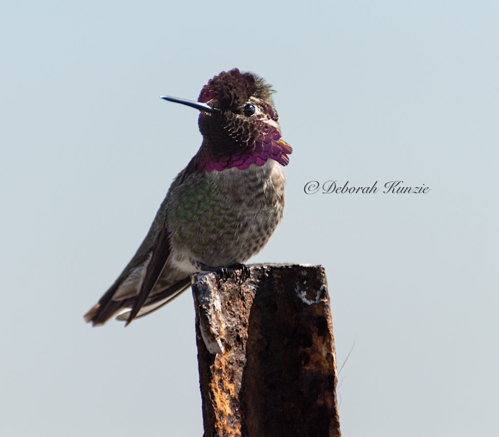 A Day of Frustration: Me vs. the Anna’s Hummingbird | by Deborah ...