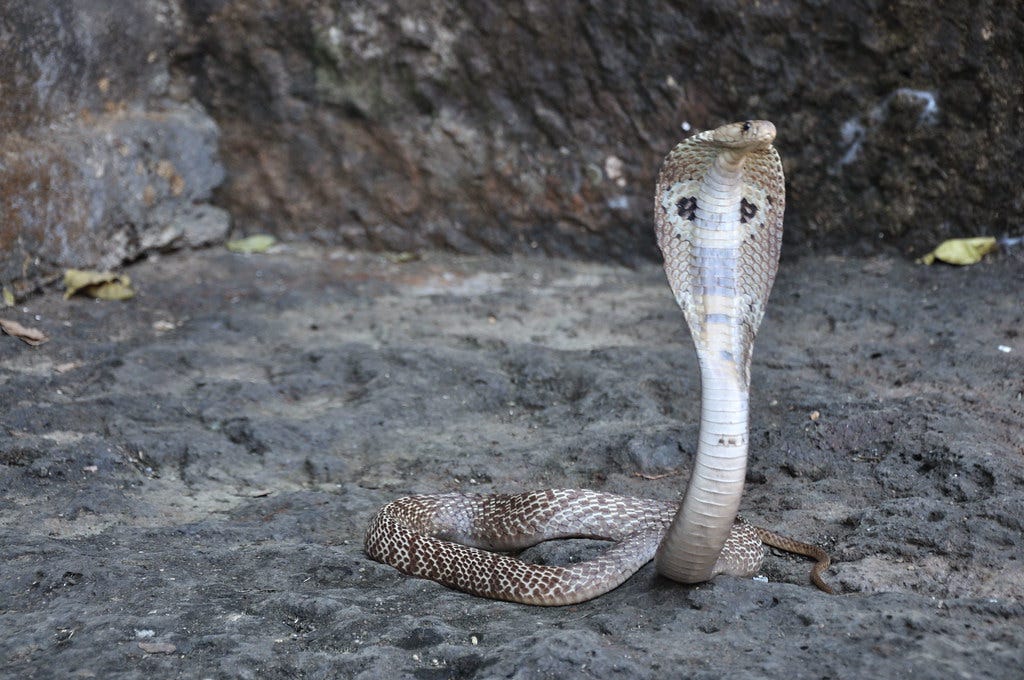 The Cobra Effect Or Perverse Incentives | by Vejay Anand | Medium