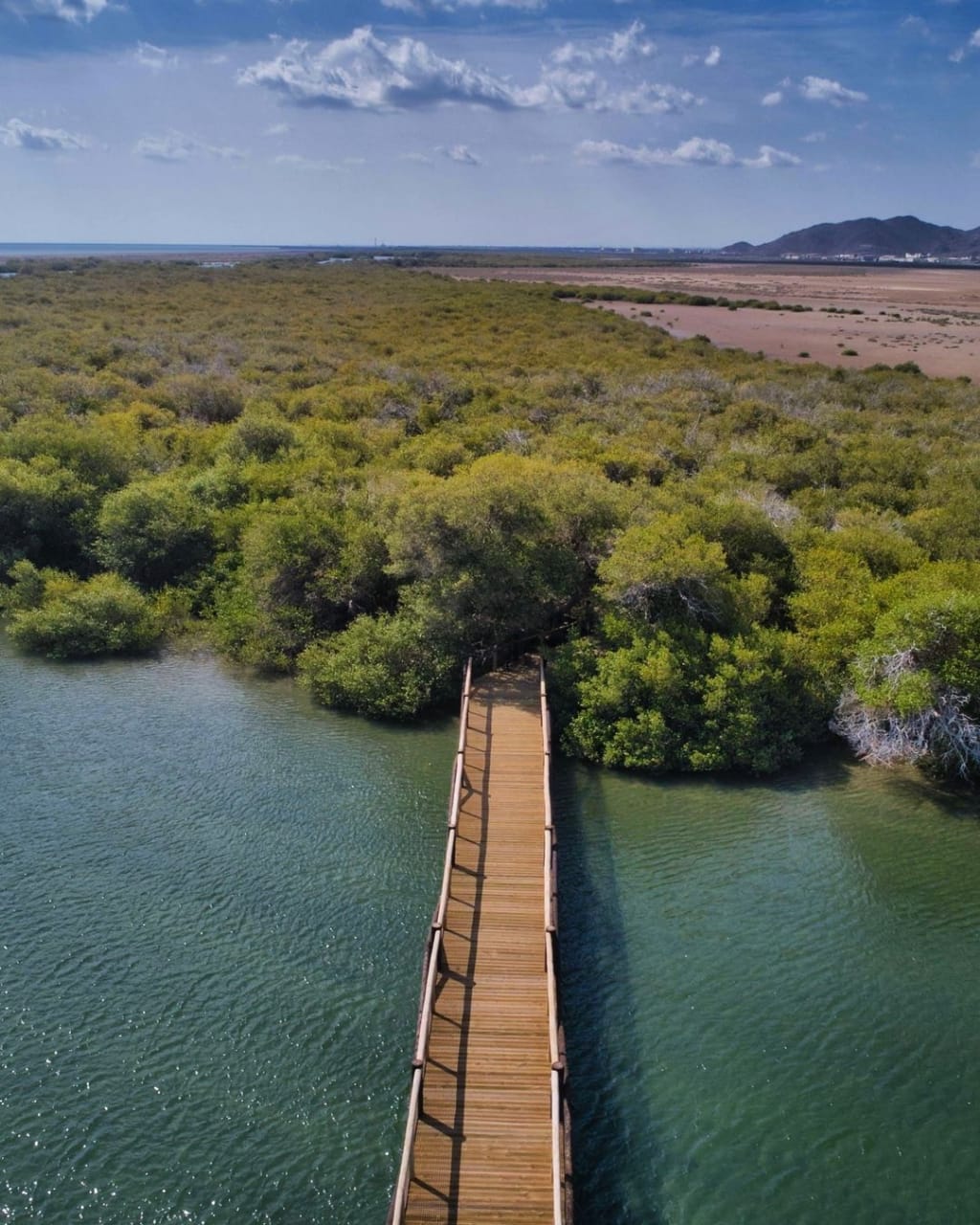 Discover Al Qurm Nature Reserve in Sharjah with CHEQIN.AI: Your Gateway ...