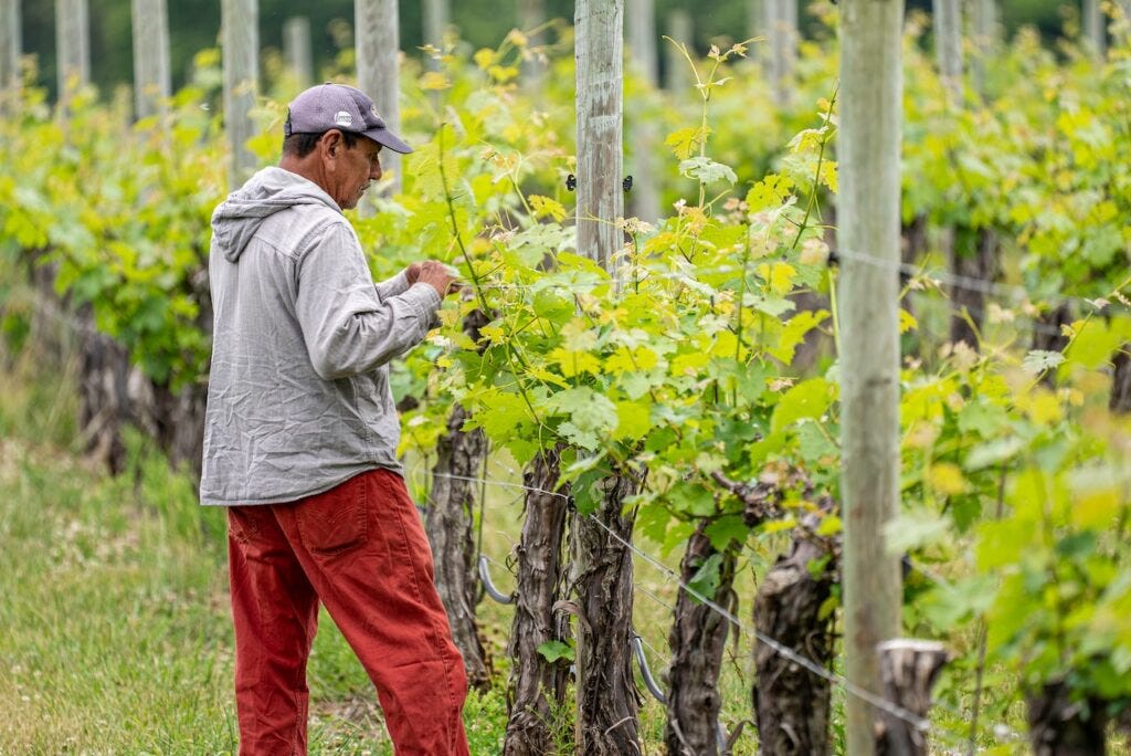 Vine Training Tips. Vineyards are a symbol of… | by lompoc wine factory ...