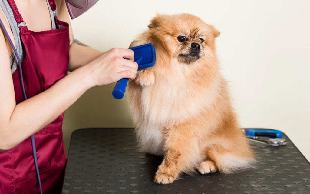 How often should animals be groomed? Choose the best right Pet grooming ...