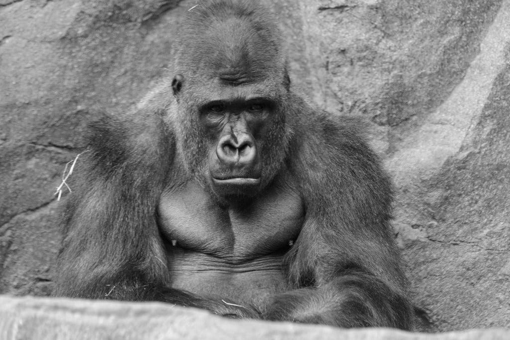 The unhappy ape. How your unhappiness is destroying the… | by Ben Kadel ...
