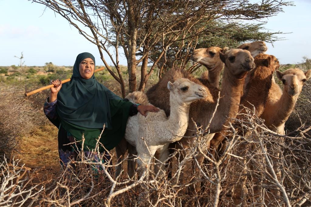 Hurre Walanwal & Cambaro: The famous Somali Folklore Dance Story | by ...