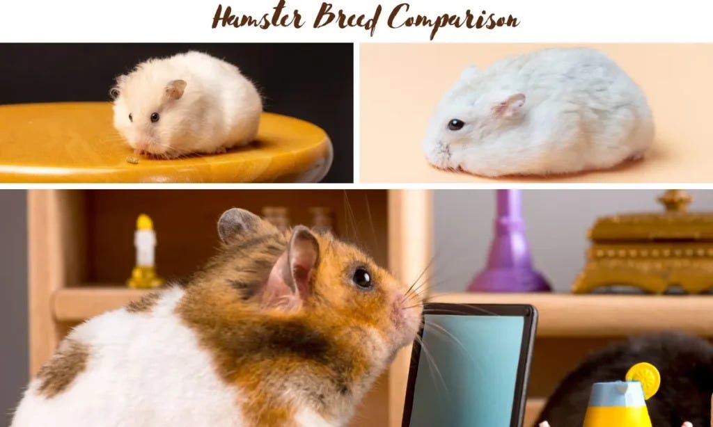 Hamster Breed Comparison: Which Type is Best for You? The Ultimate Guide - Tuntunu - Medium