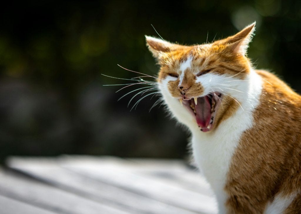 Why Cats Hiss: Guide For Cat Owners in US & UK - Easy Pets Care - Medium