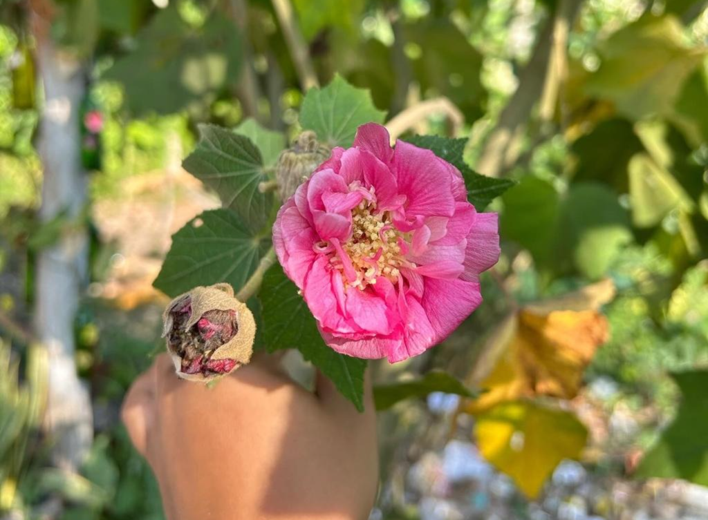 Flower Colours as Indicators of Climate Change | by Vividha | Medium