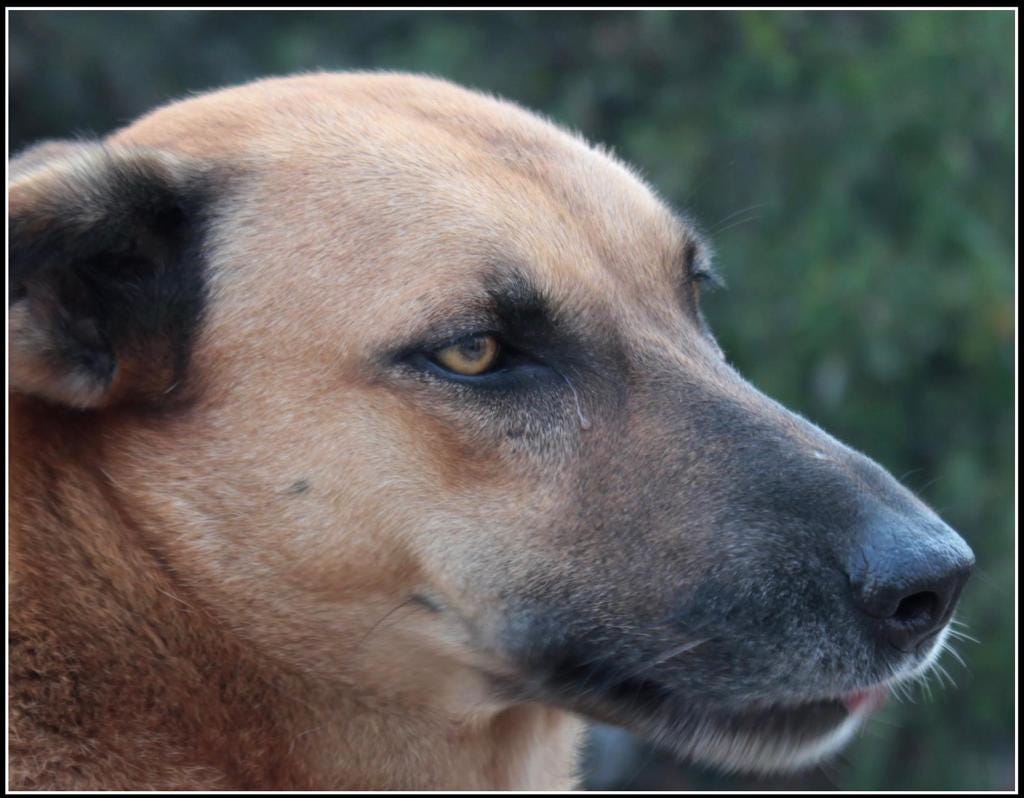 Dogged. I bark at your solid self-sure love and… | by Rahela Padachira ...