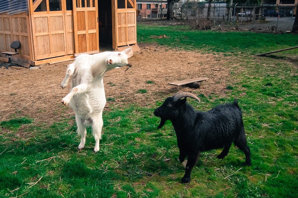 So You Want To Be A Goat Lawyer. Some Tips On How To Become Ours | by ...