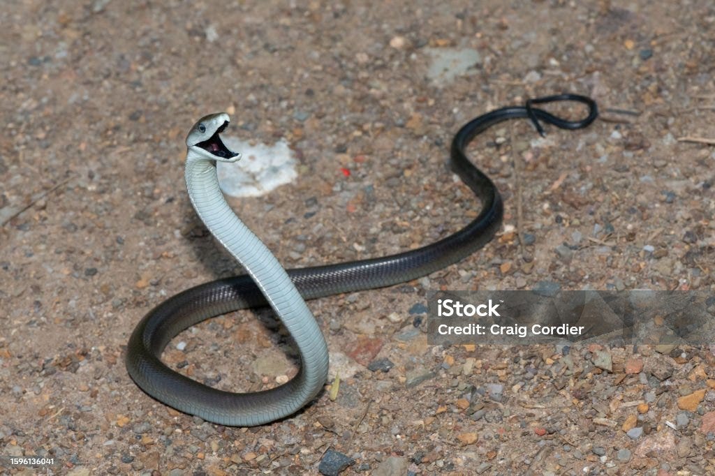 Top 5 Most Dangerous Snakes in the World | by Tyler Egan | Medium