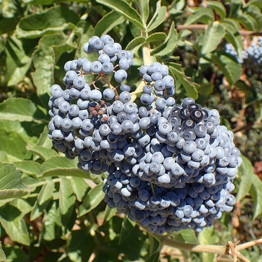 The Oregon Forest’s Amazing Medicines: Blue Elderberry | by Margaret ...