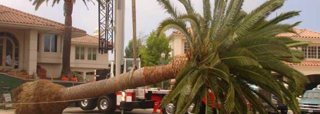 How to Remove a Palm Tree by Professionals? - CTL Services - Medium