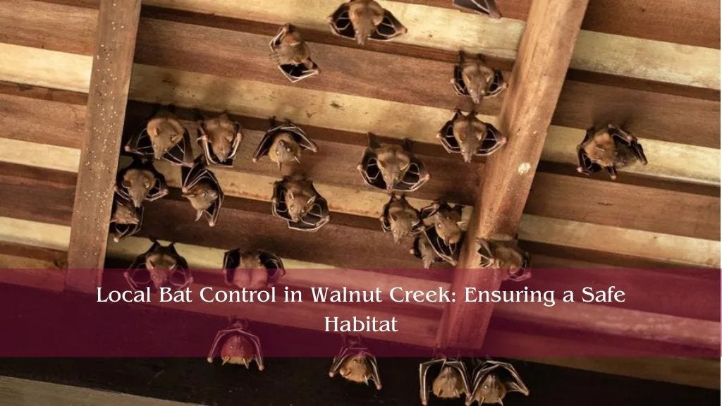 Local Bat Control in Walnut Creek: Ensuring a Safe Habitat | by Bird ...