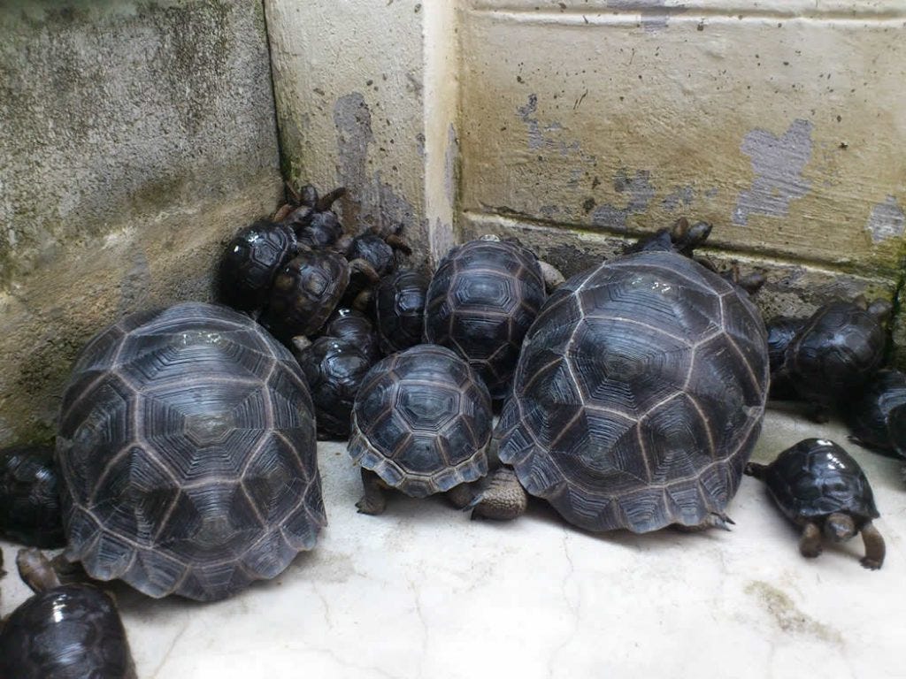 Aldabra Tortoises. The Aldabra giant tortoise from the… | by Kebnel ...