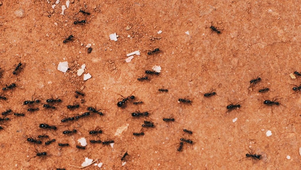 Seattle Ant Exterminator by Parker Eco Pest Control | by Parker ECO ...