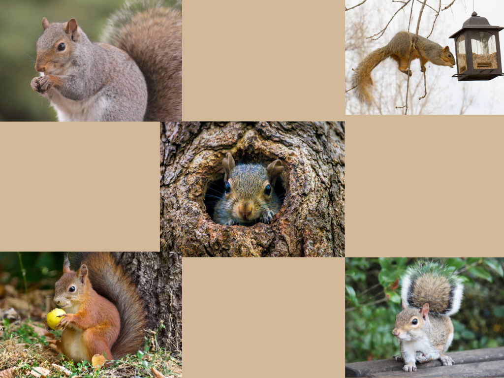 A Dream of Getting Rid of the Squirrel — finally! | by Karen Hoffman ...