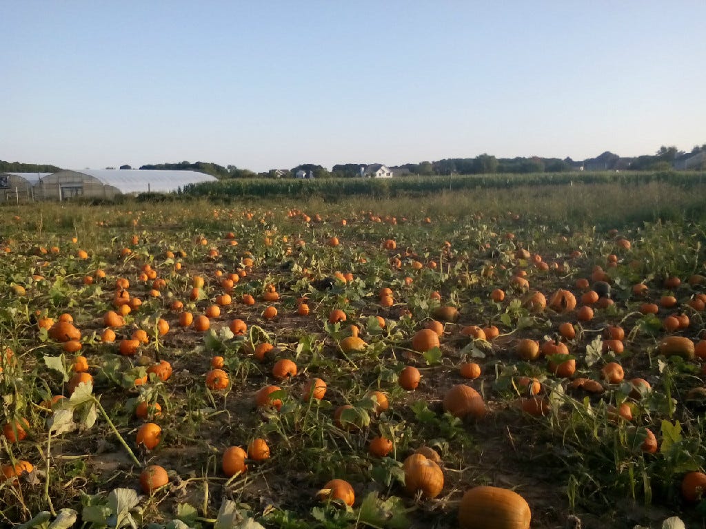 May’s Farm the Pumpkin Patch of the Suffolk County | by Pumpkin Patch ...
