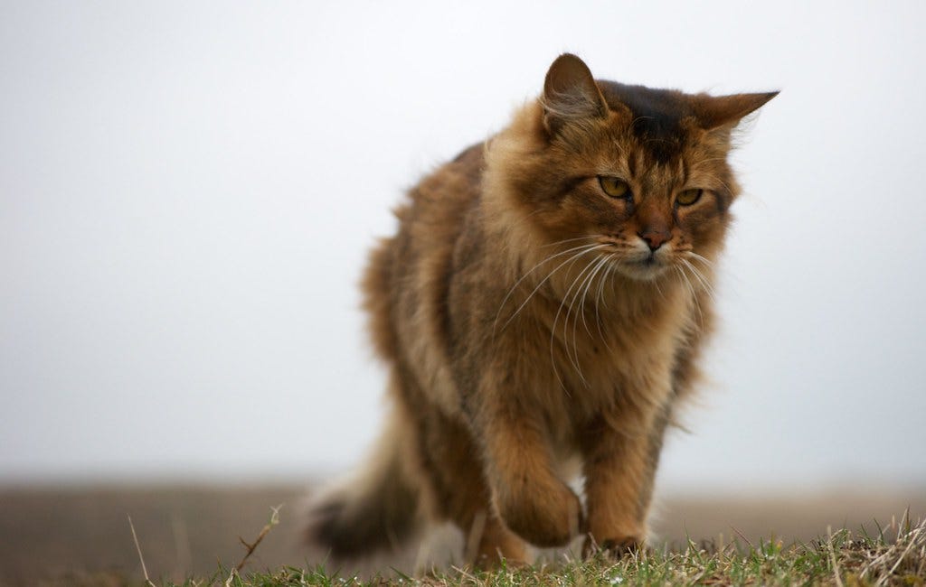 Roaming Free - zoha R - Medium