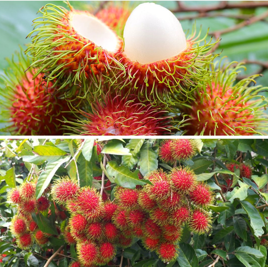 Rambutan — Nephelium lappaceum. The rambutan (Nephelium lappaceum) is a ...