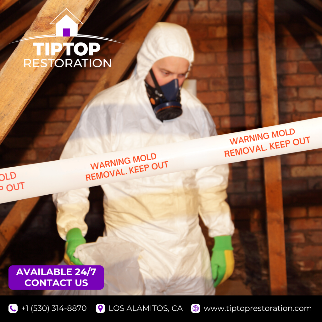 The Importance of Professional Mold Remediation and How to Choose the ...