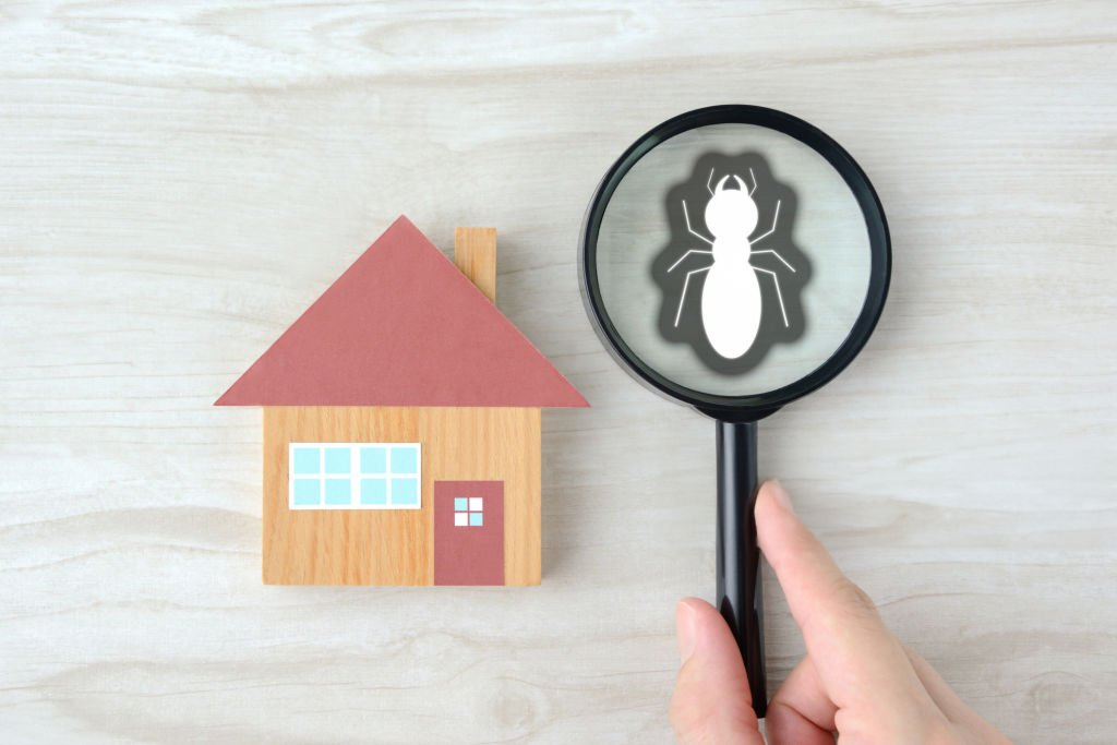 5 Surprising Impacts of Termites Beyond Just Structural Damage | by ...