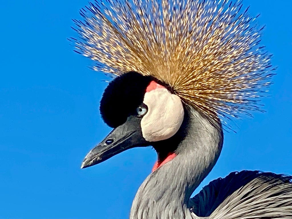 Walking in Singapore: Gray Crowned African Crane, Seletar Aerospace ...