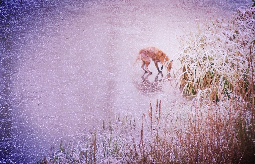 How to Survive the Winter. Poetry by Ting Gou | by Ting Gou | Arcturus