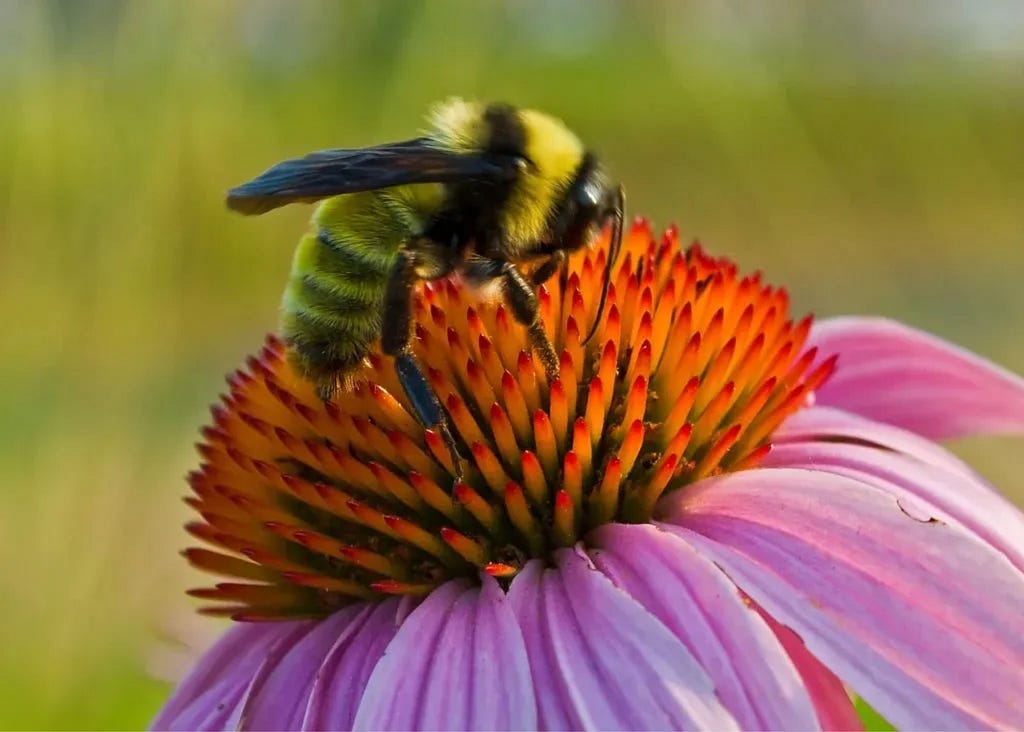 What We Can Learn from Bees (Before It’s Too Late) | by Alicja ...