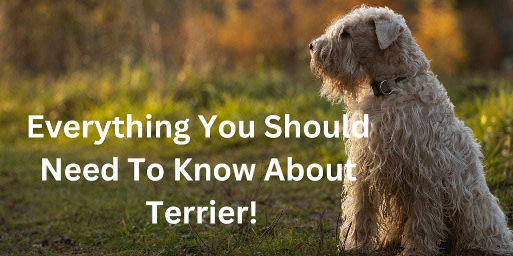 Everything You Should Need To Know About Terrier | by Animals Diversity ...