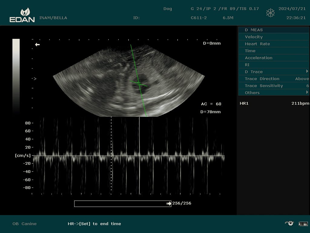 PREGNANCY TOXEMIA & C-SECTION: | by Dr. Inam Ul Hassan | Pet 360 | Medium