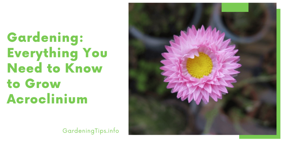 Gardening: Everything You Need to Know to Grow Acroclinium - Gardening ...