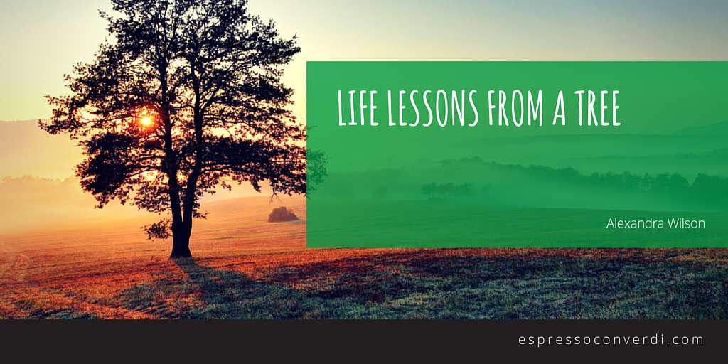 Life Lessons From A Tree. One of the things I love about nature… | by ...