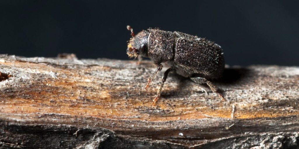 The Plight of the Bark Beetle. How climate change has fueled bark… | by ...
