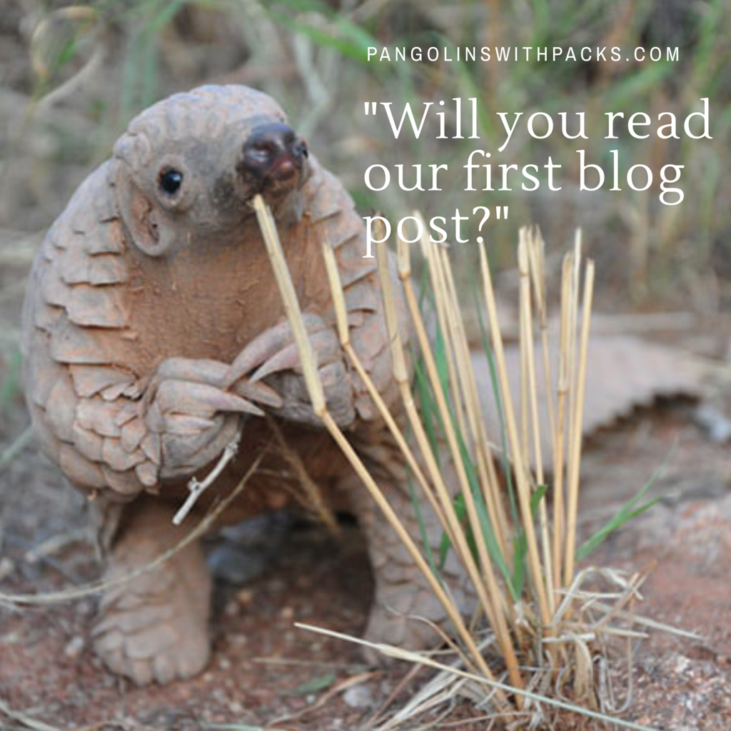 Pangolins with Packs: An Introduction | by HL | Pangolins with Packs