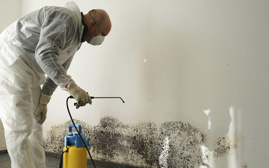 How to Find the Best Mold Removal Company? | by Danny Wilson | Medium